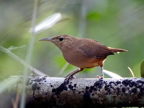 NestWatch | House Wren - NestWatch