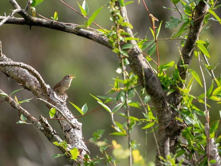 House Wren - NestWatch