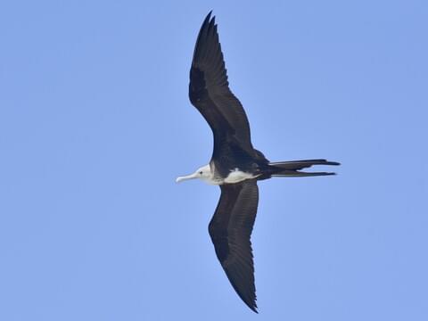 Red Breasted Frigate Bird