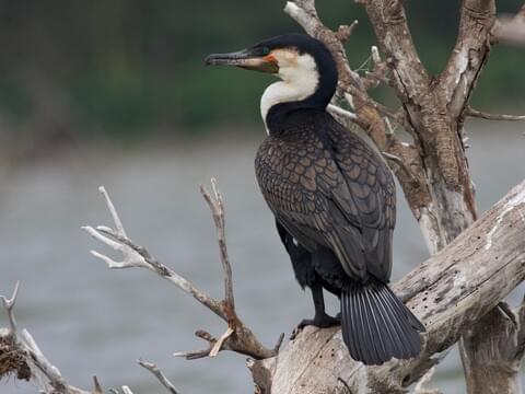 Cormorant Bird