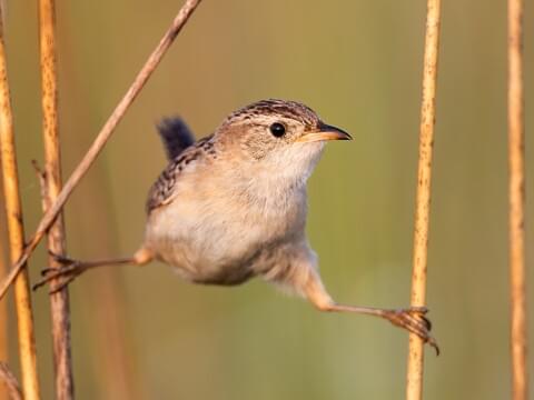 Sedge Wren Habitat