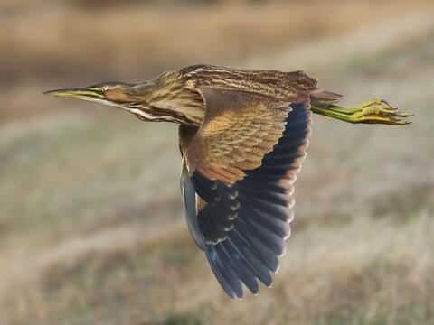 American Bittern In Flight