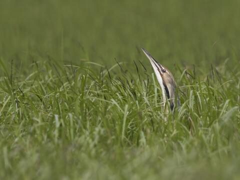 Baby American Bittern