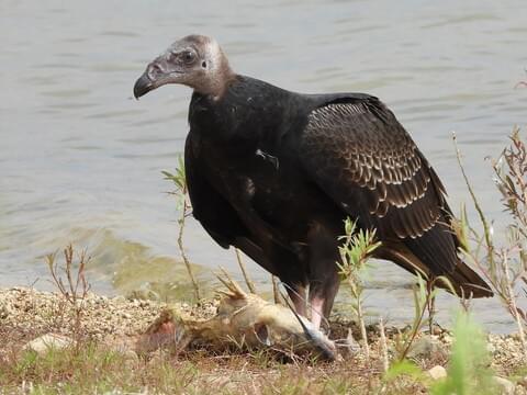 Young Turkey Vulture