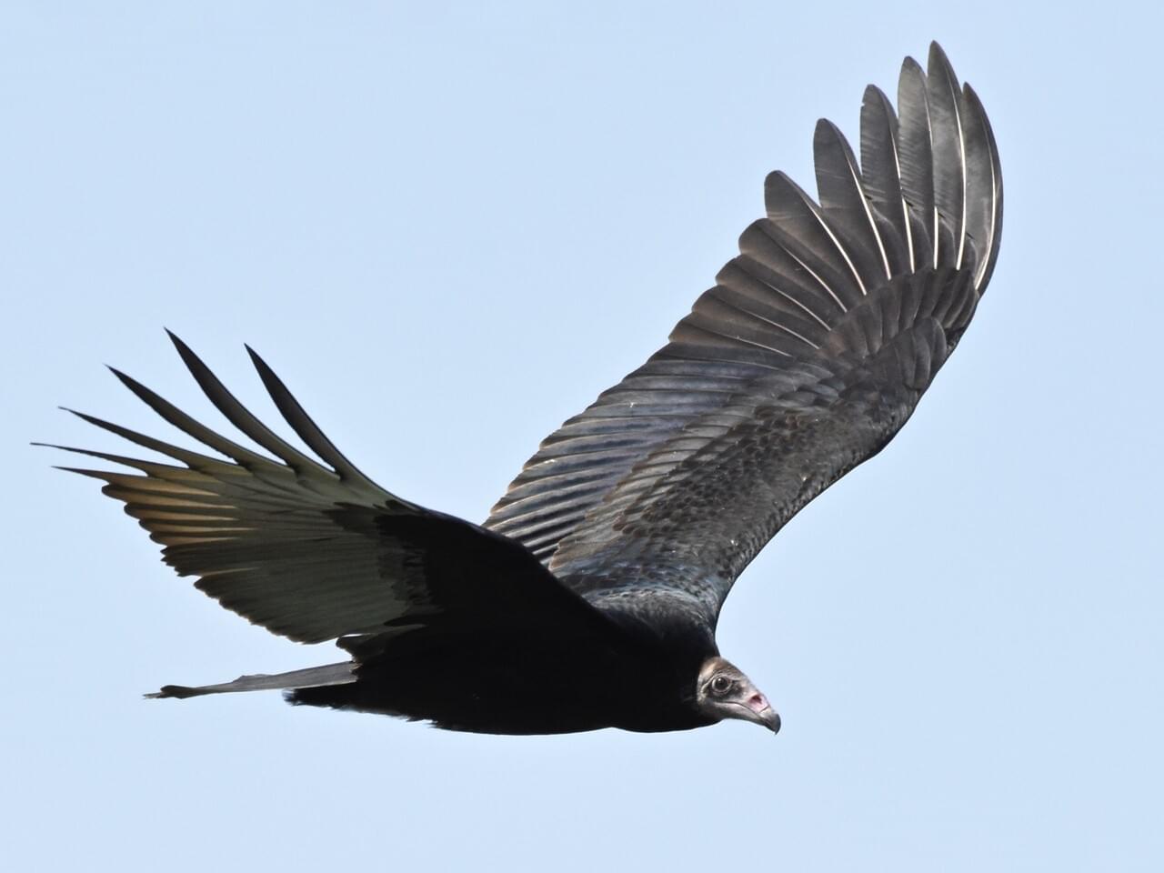 Photos and Videos for Turkey Vulture, All About Birds, Cornell Lab of ...