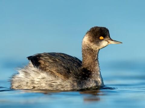 Eared Grebe Winter