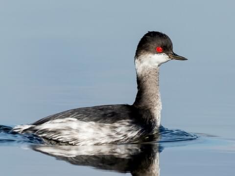 Eared Grebe Overview, All About Birds, Cornell Lab of Ornithology