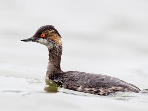 Eared Grebe Identification