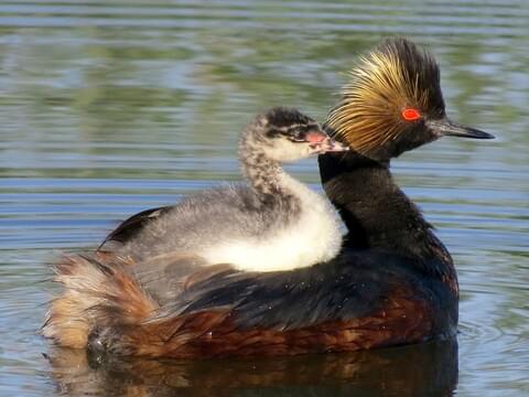 Eared Grebe Winter