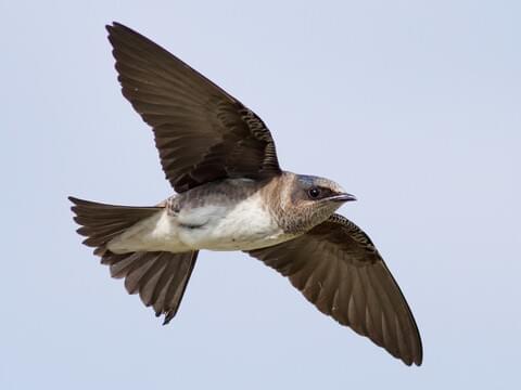 Purple Martin - NestWatch