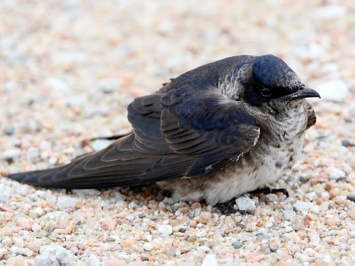 Purple Martin - NestWatch