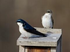 Tree Swallow - NestWatch
