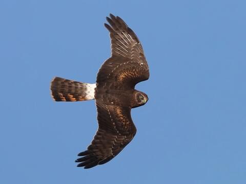 Northern Harrier Juvenile