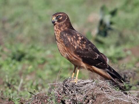 Northern Harrier Juvenile