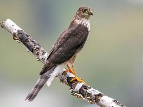Small Hawk