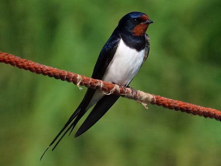 Barn Swallow - NestWatch