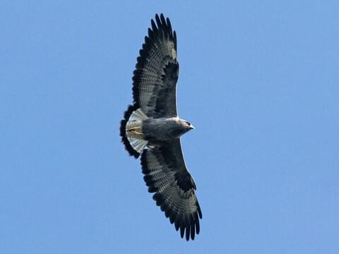 White Hawk Of Battle