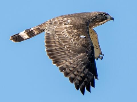 Broad Winged Hawk Identification