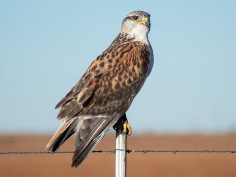 Ferruginous Hawk Ferruginous Hawk