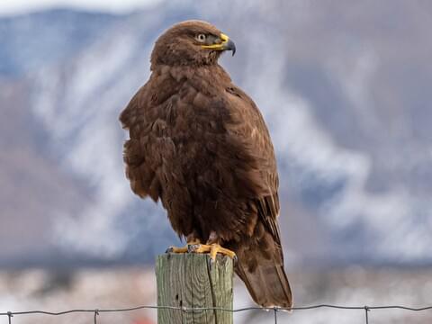 Ferruginous Hawk