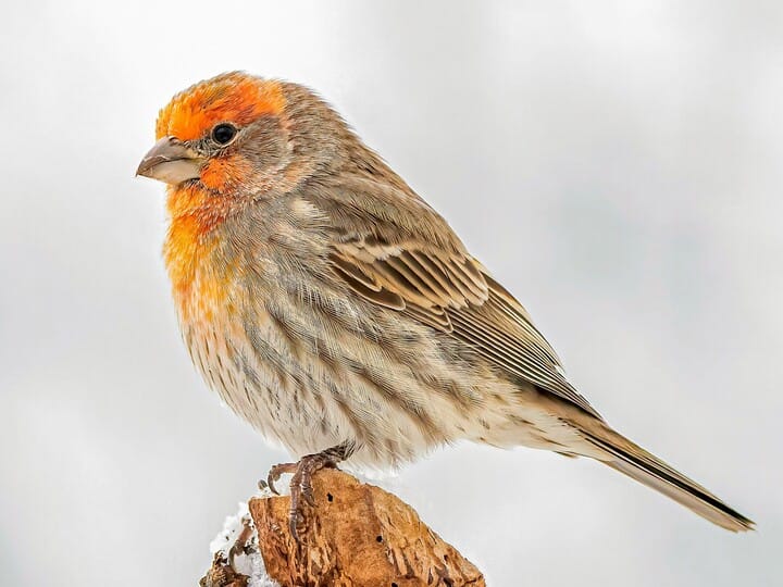 House Finch - NestWatch