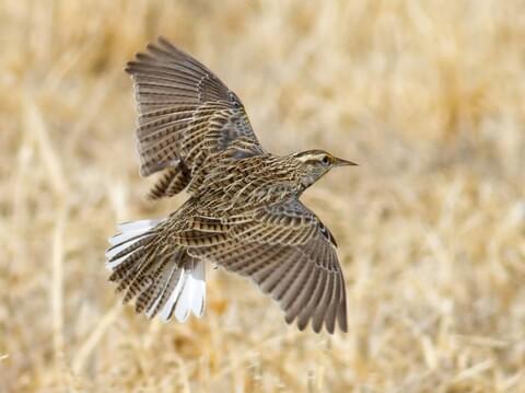 Nebraska State Bird And Flowerwestern Meadowlark