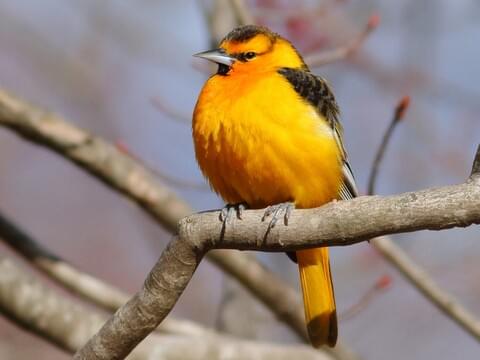 Bullock's Oriole (west) | Celebrate Urban Birds