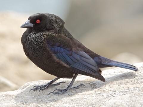 Red Eyed Black And Red Bird