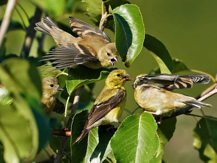 American Goldfinch - NestWatch
