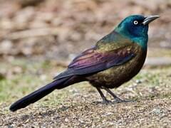 Grackle Flying