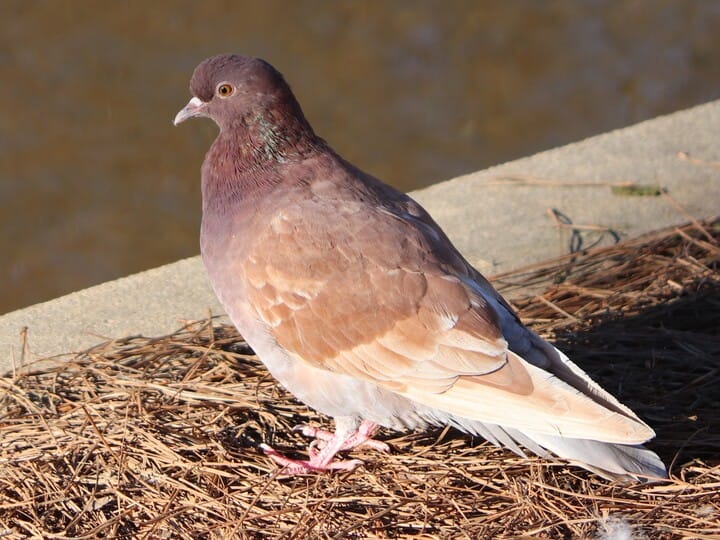 Rock Pigeon | Celebrate Urban Birds