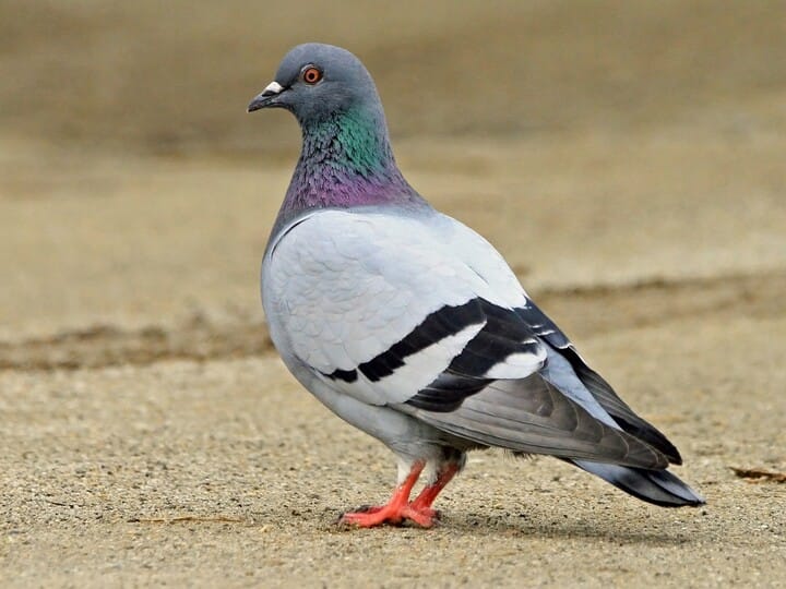 Rock Pigeon | Celebrate Urban Birds
