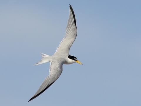 Interior Least Tern Range