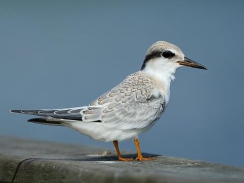 Least Tern Winter