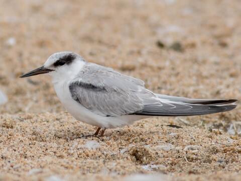Least Tern Winter