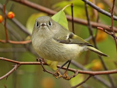 Ruby Crowned Kinglet Female