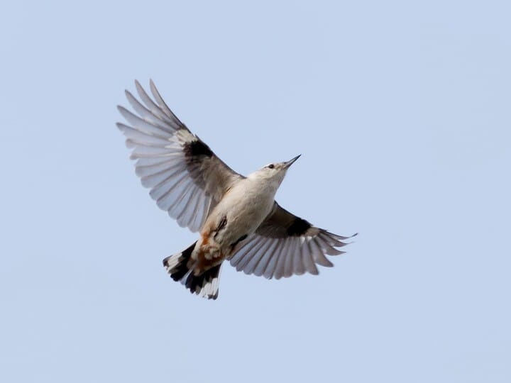 Bajapalos Pecho Blanco | Celebrate Urban Birds