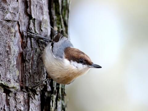 Brown Headed Nuthatch