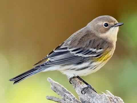 Yellow Rumped Warbler Male