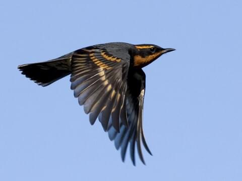Varied Thrush Female