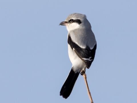 Northern Shrike Range