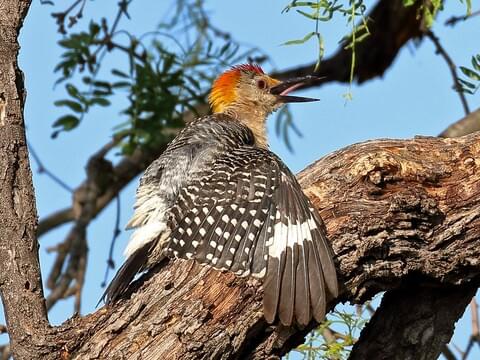 Carpintero Cheje | Celebrate Urban Birds
