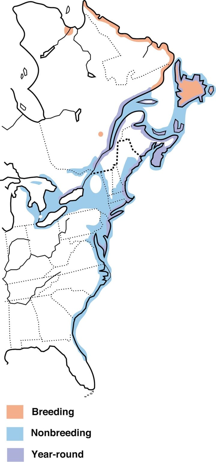 Lesser Black Backed Gull Migration Route