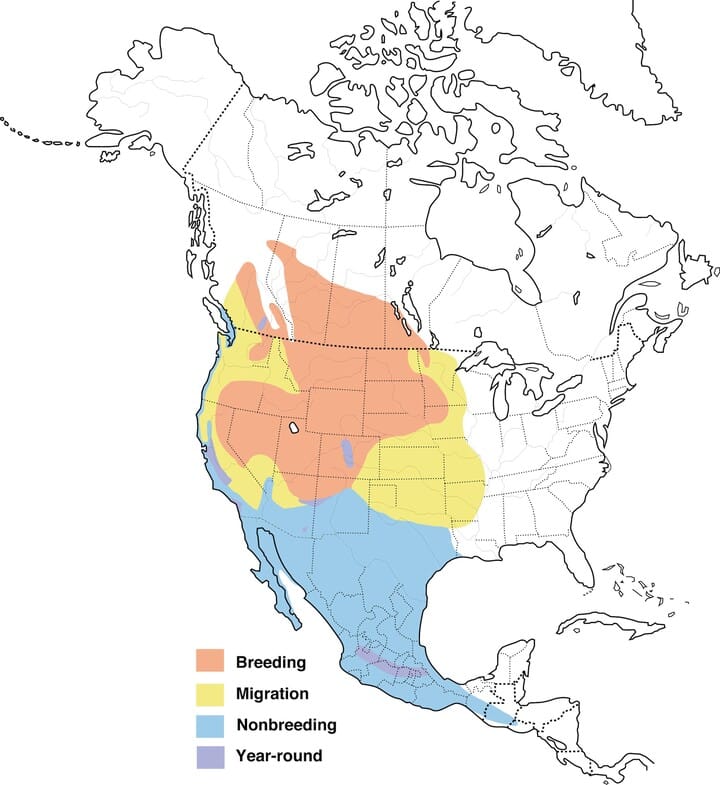 Eared Grebe Overview, All About Birds, Cornell Lab of Ornithology