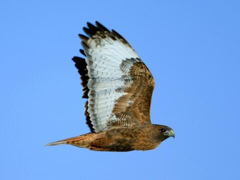 Red Tailed Hawk Wings
