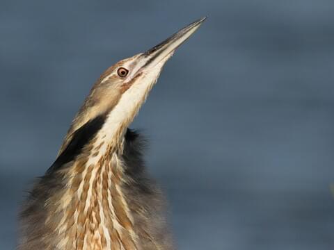 Baby American Bittern