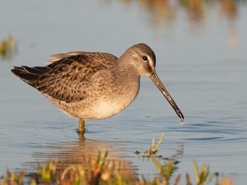 Long Billed Dowitcher Juvenile
