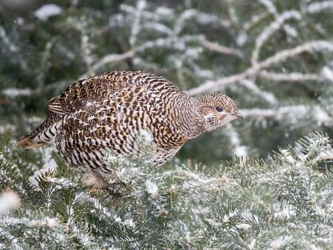Spruce Grouse Alberta