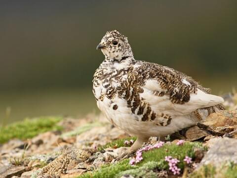 Baby Arctic Ptarmigan