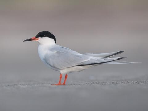 Roseate Tern Forster's Tern Guide New York Natural Heritage Program